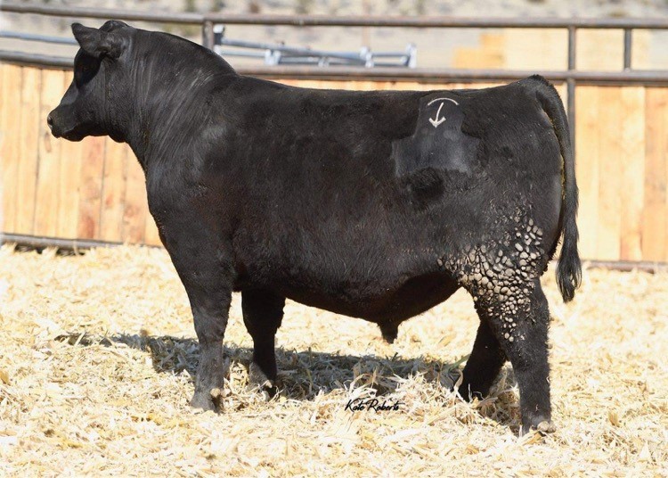 Sires | McDonnell Angus - McDonnell Beef Country